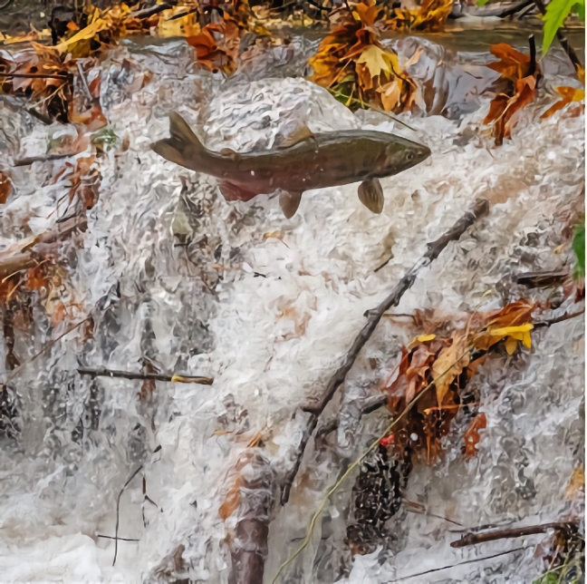 New exhibit at Log House Museum highlights local creek | Westside Seattle
